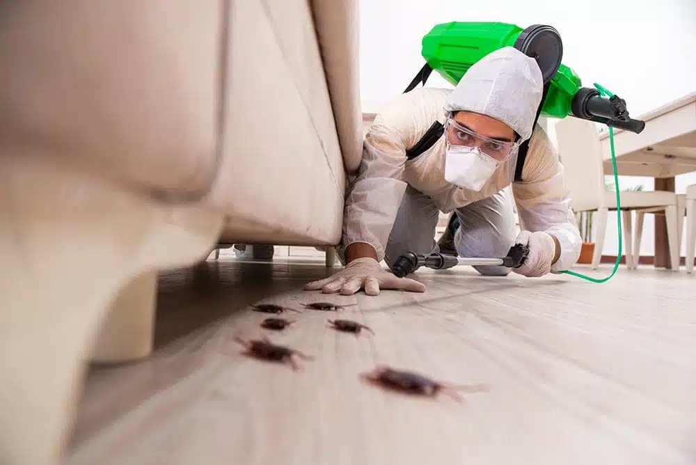 Pest Control - Jet Solutions